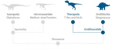 New dinosaur classification promotes Scottish fossil - Geological ...